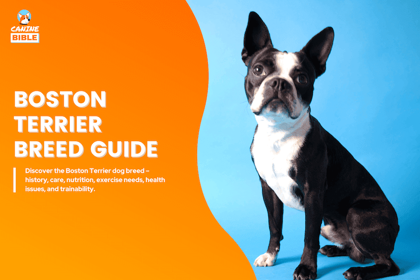 Boston Terrier Dog Breed Information: Traits, Facts, Care & More ...