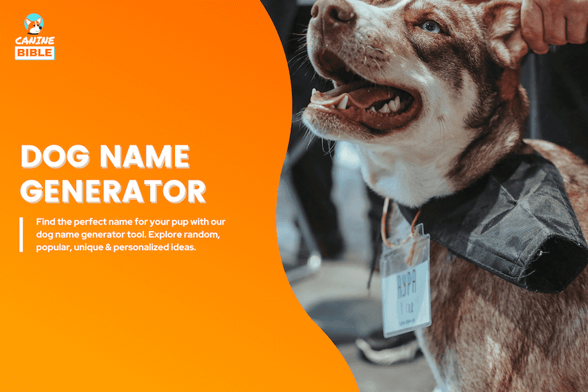 Dog Name Generator – Find the Ideal Name for Your Dog or Puppy - Canine ...