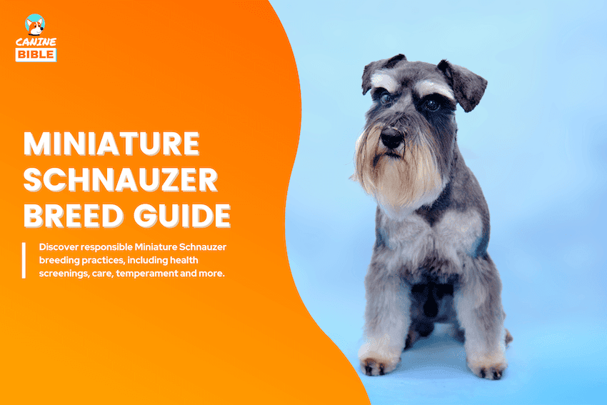 Border Collie Dog Breed Information: Traits, Facts, Care & More ...