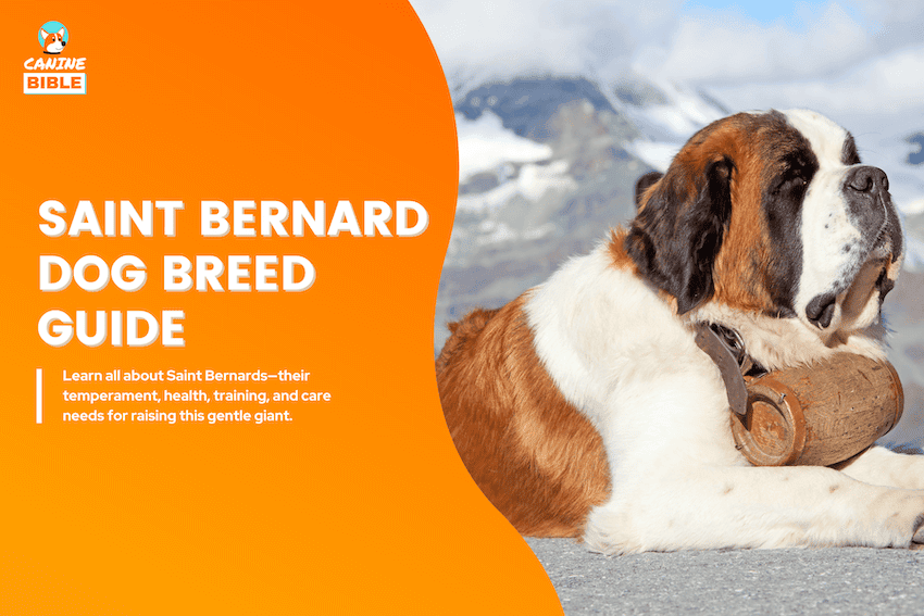 Saint Bernard Dog Breed Information: Traits, Facts, Care & More - Canine Bible
