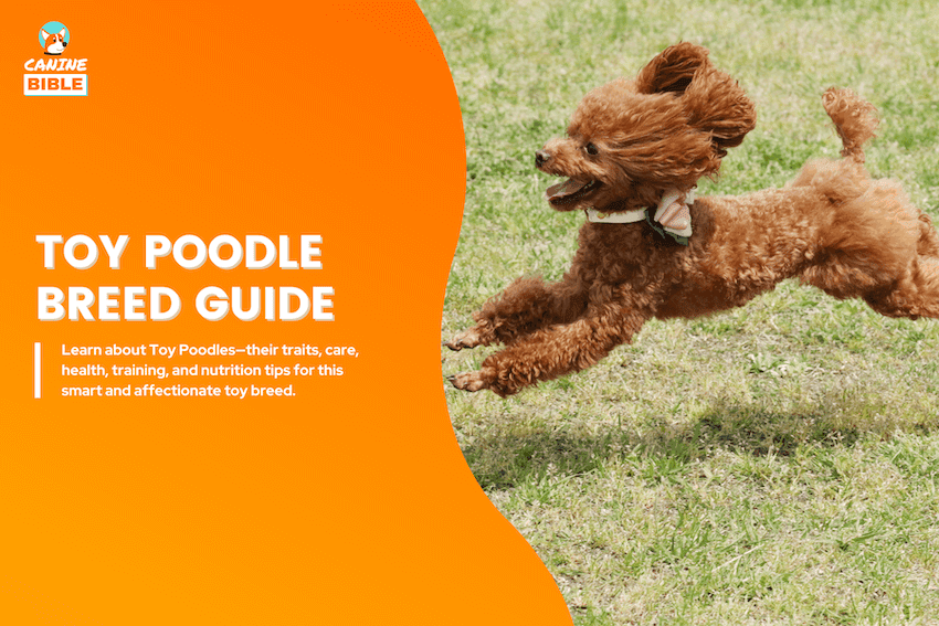 Cockapoo Dog Breed Information: Traits, Facts, Care & More - Canine Bible