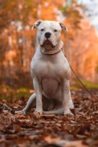 American Bulldog Dog Breed Information: Traits, Facts, Care & More ...
