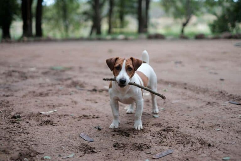 Jack Russell Terrier Dog Breed Information: Traits, Facts, Care & More ...