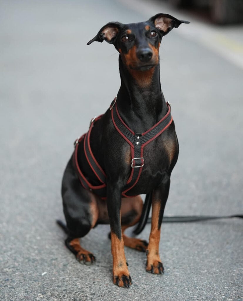 Manchester Terrier Dog Breed Information: Traits, Facts, Care & More ...