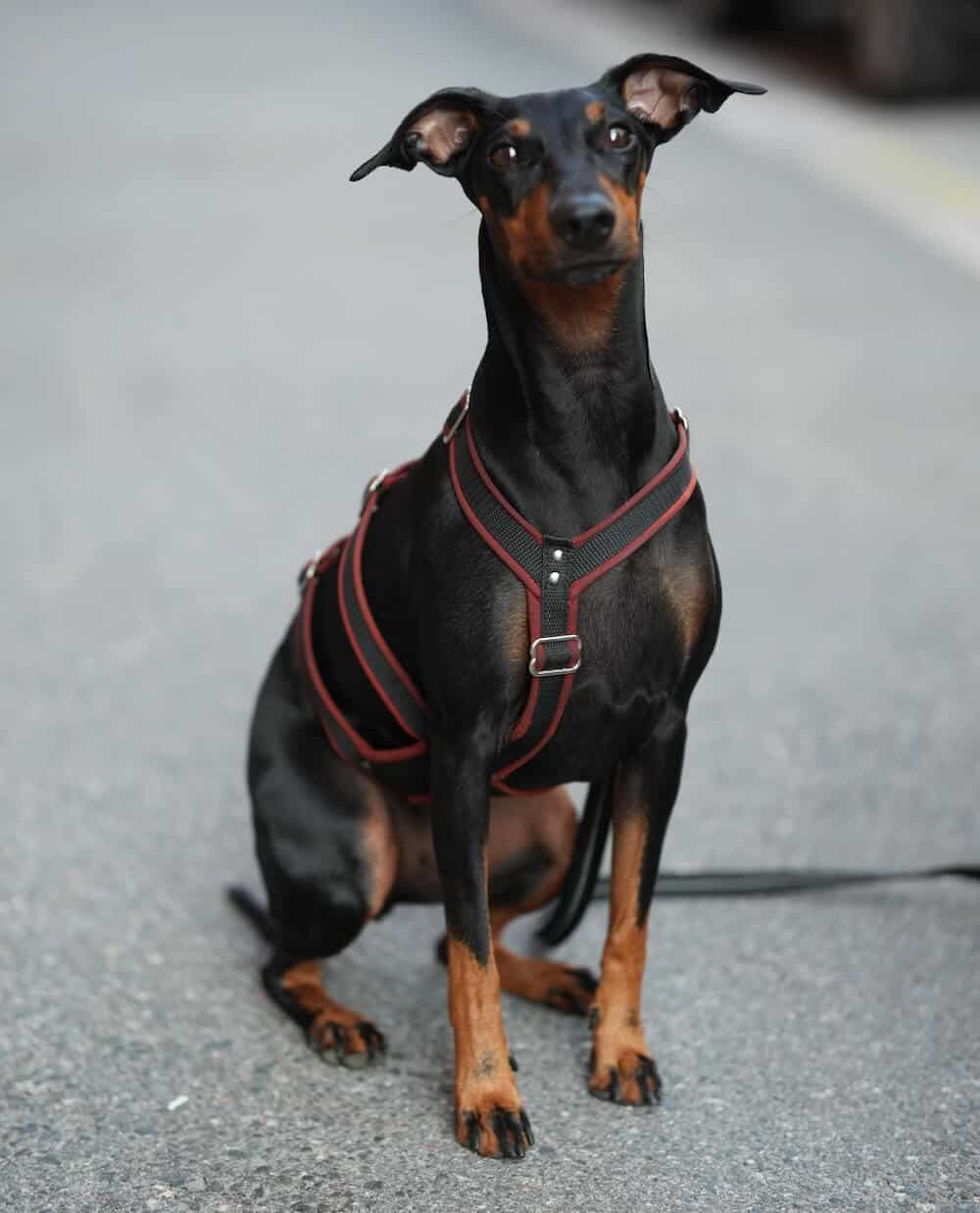Manchester Terrier Dog Breed Information: Traits, Facts, Care & More ...