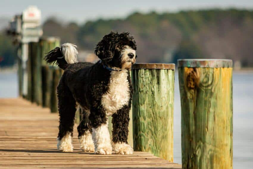 Portuguese Water Dog Breed Information: Traits, Facts, Care & More ...