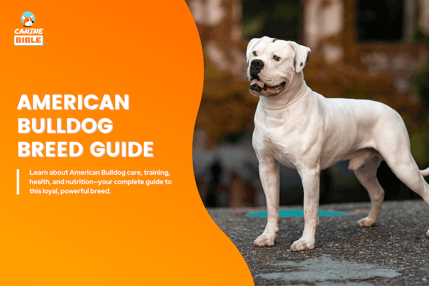 Cockapoo Dog Breed Information: Traits, Facts, Care & More - Canine Bible