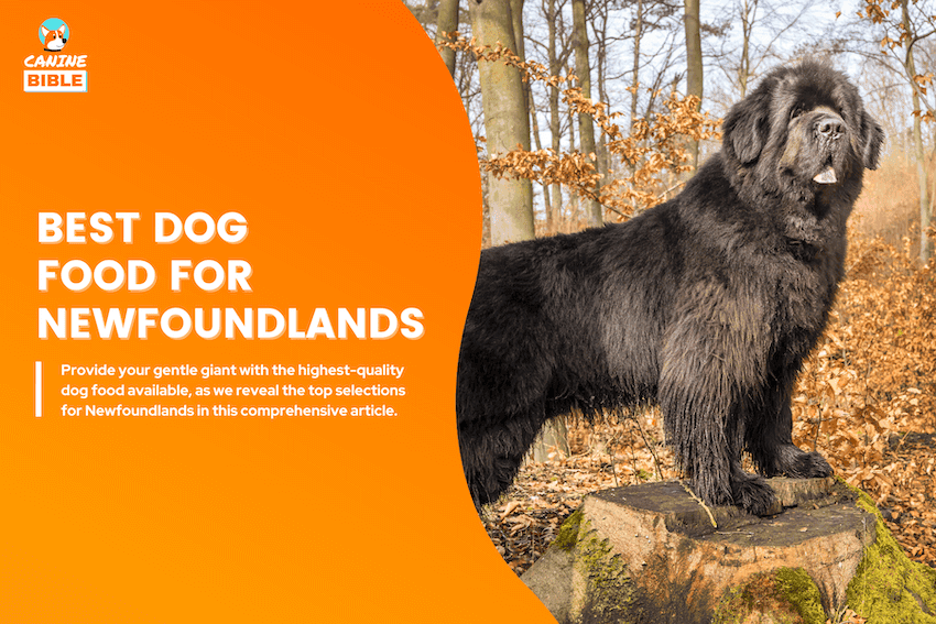 12 Best Dog Foods For Newfoundlands 2026: Vet-Approved - Canine Bible