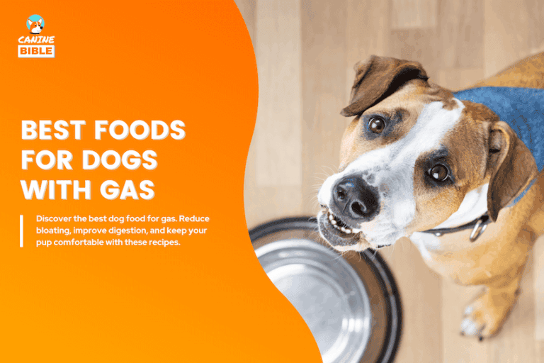 The 16 Best Dry Dog Foods in 2025: Vet-Approved Brands - Canine Bible