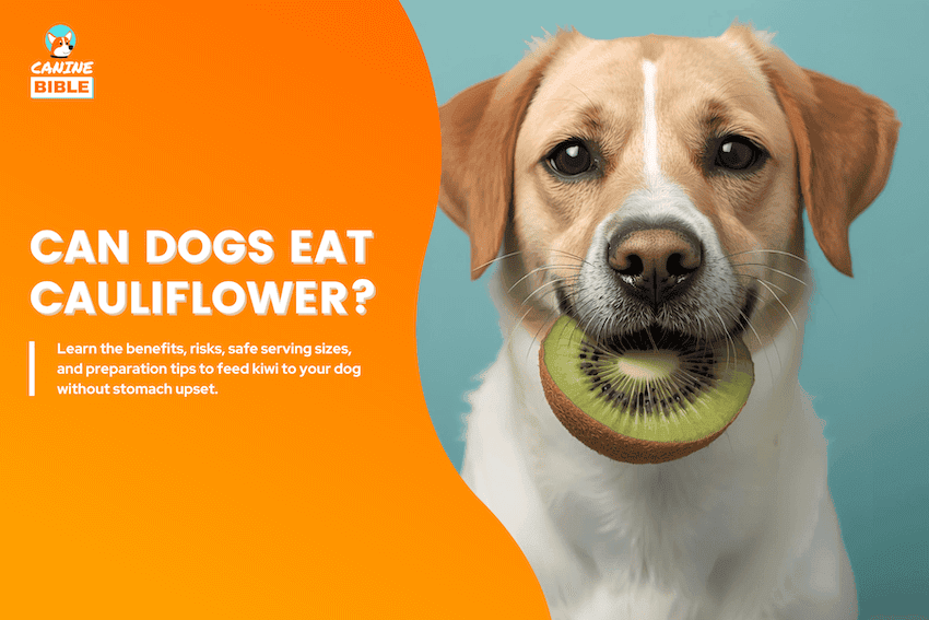 Dog Feeding Chart: How Much Food to Feed My Dog? - Canine Bible