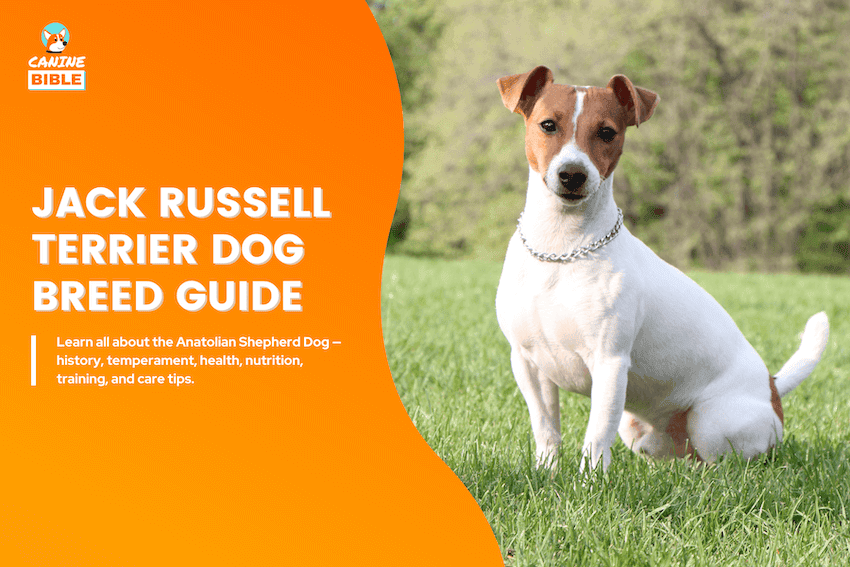 Jack Russell Terrier Dog Breed Information: Traits, Facts, Care & More - Canine Bible