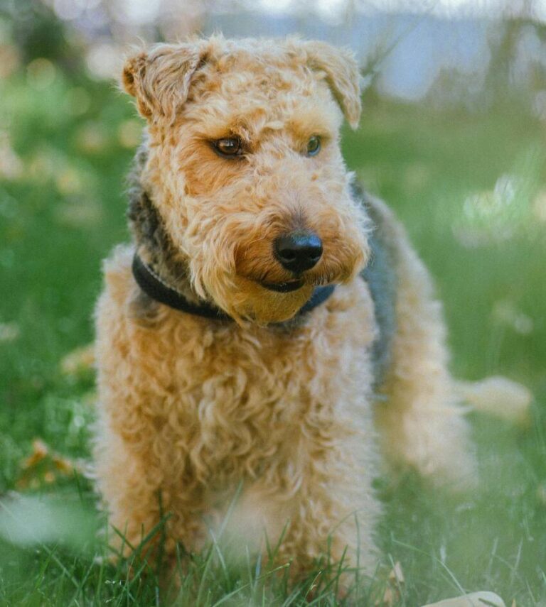 Airedale Terrier Dog Breed Information: Complete Guide - Canine Bible