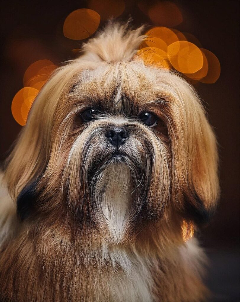 Lhasa Apso Dog Breed Information: Complete Guide - Canine Bible