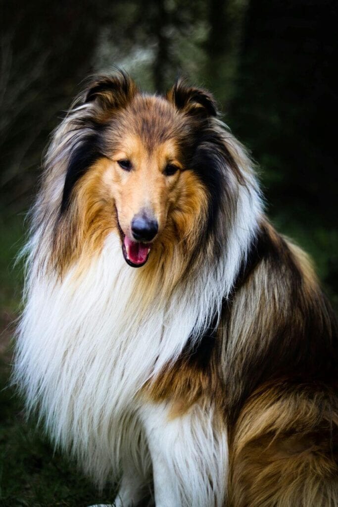 Shetland Sheepdog Dog Breed Information: Complete Guide - Canine Bible