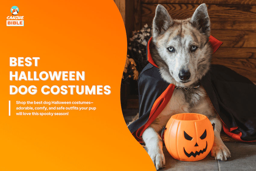 35 Best Dog Halloween Costumes of 2025 (From Cutest to Scariest ...