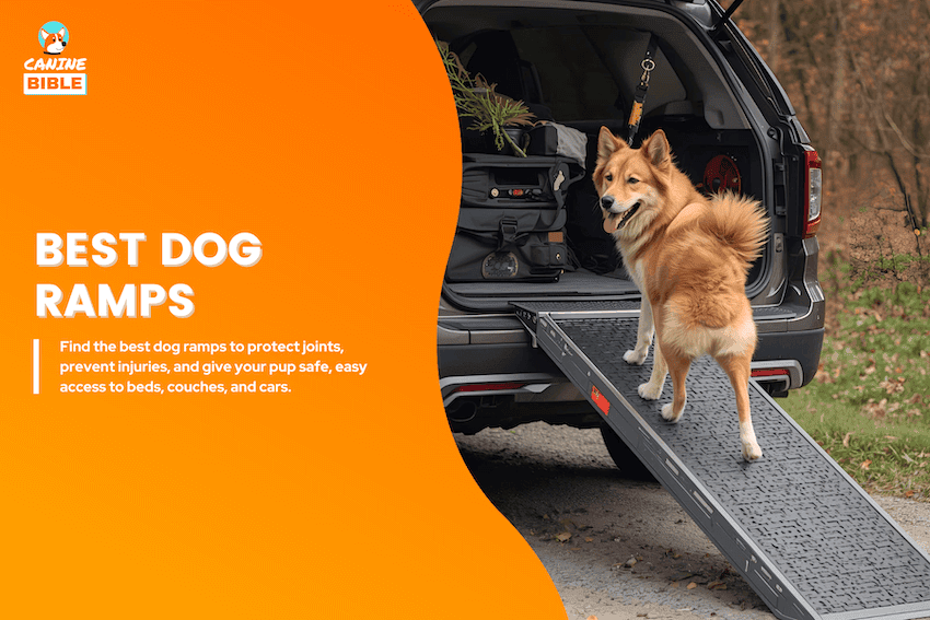 The 15 Best Dog Ramps of 2025: Reviewed & Tested - Canine Bible