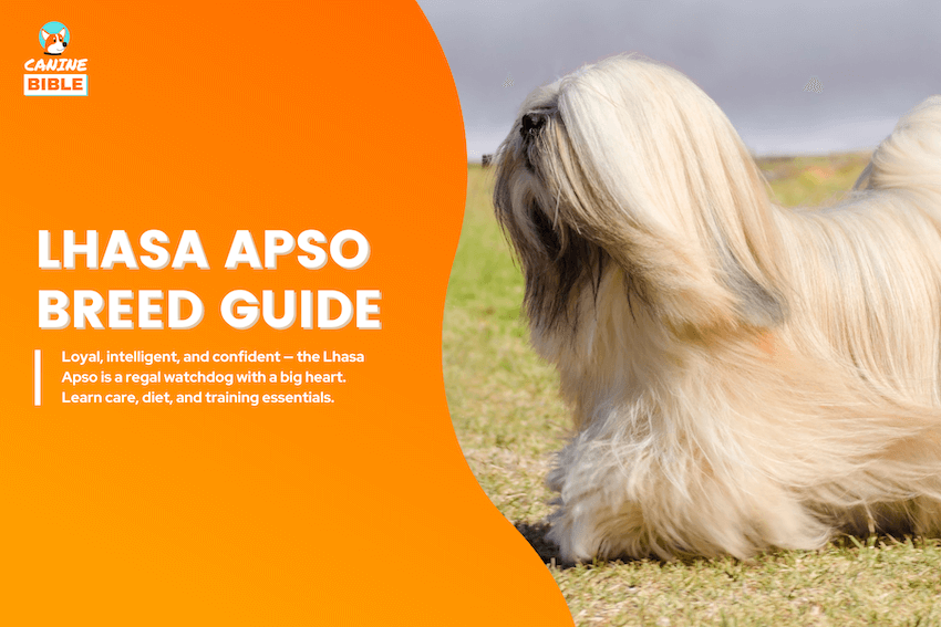 Lhasa Apso Dog Breed Information: Complete Guide - Canine Bible