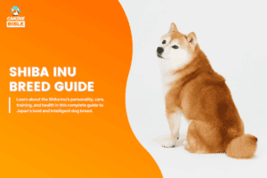 Shiba Inu Dog Breed Information: Traits, Facts, Care & More - Canine Bible