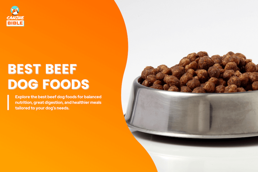 16 Best Fresh Dog Foods of 2025: Vet-Approved Choices - Canine Bible