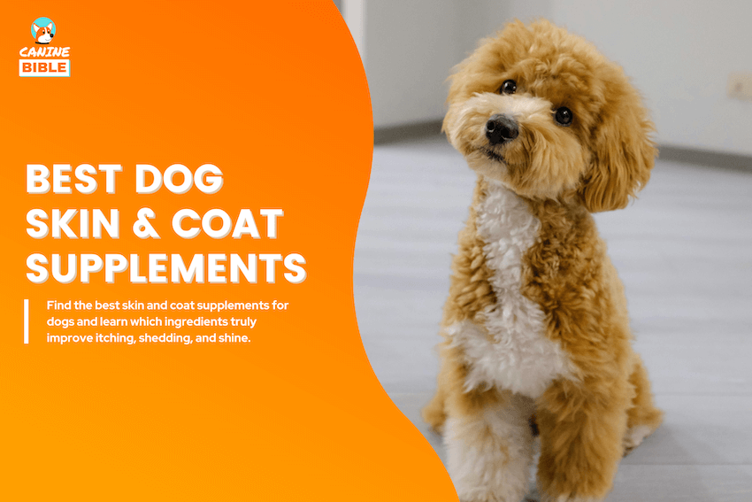 18 Best Skin & Coat Supplements for Dogs 2025: Vet-Approved - Canine Bible