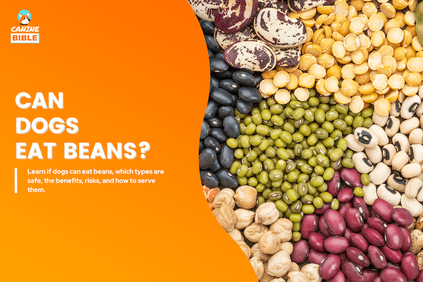 Can Dogs Eat Beans? 12 Safe Beans & 8 that Are Toxic - Canine Bible