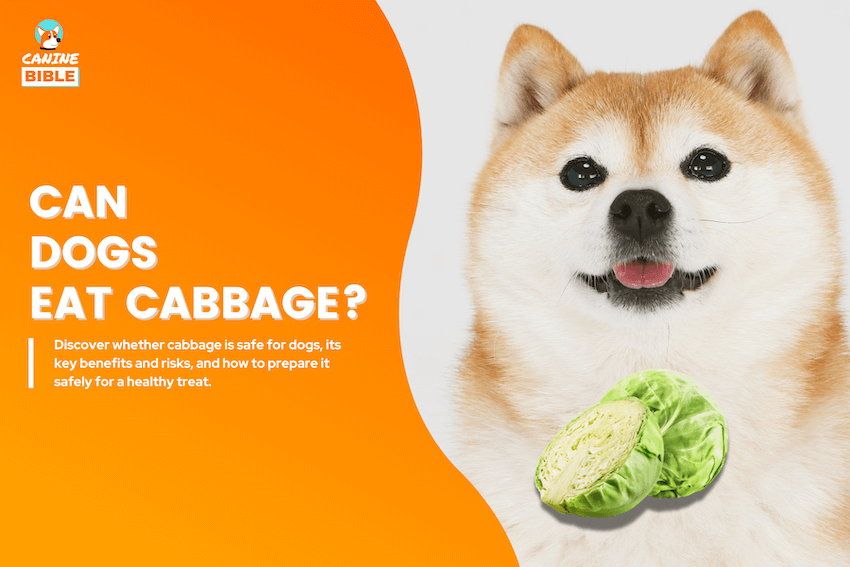 The Complete Guide to Dogs Eating Cabbage: Good or Bad? - Canine Bible