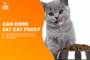 The Complete Guide to Dogs Eating Eat Food: Toxic & Good? - Canine Bible