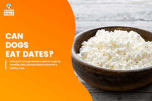 The Guide to Dogs Eating Cottage Cheese: Bad or Healthy? - Canine Bible
