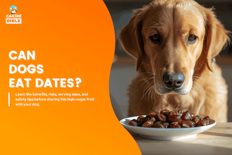 The 10 Best Dog Food For Tibetan Terriers: Vet-Approved - Canine Bible