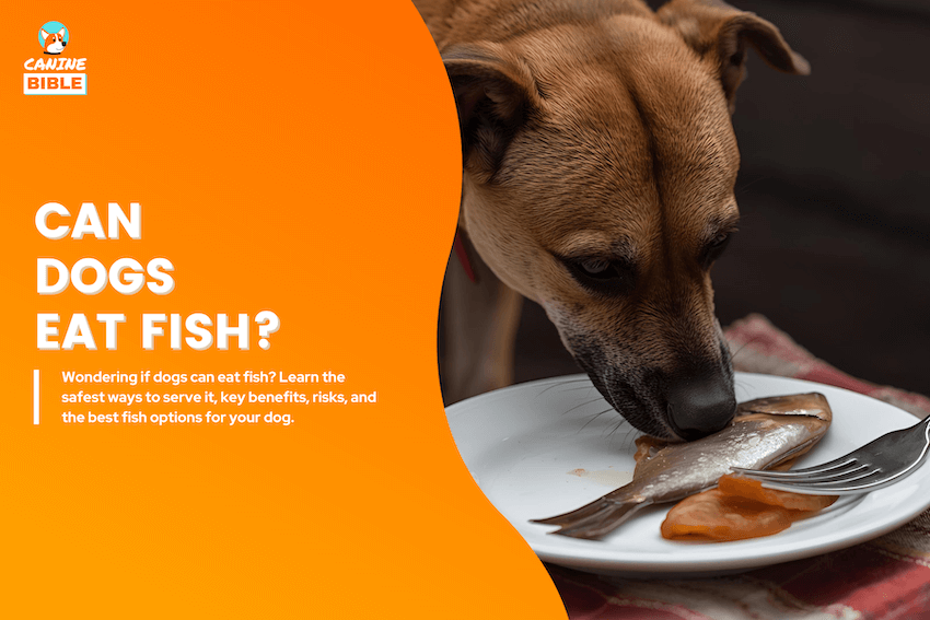 Can Dogs Eat Fish? 14 Safe Types, 12 Toxic & 6 to be Catious - Canine Bible