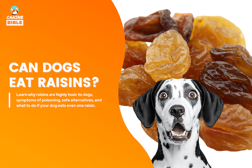 What to Do If Dog Ate Raisins: Toxic Dosage & Vet-Advice - Canine Bible