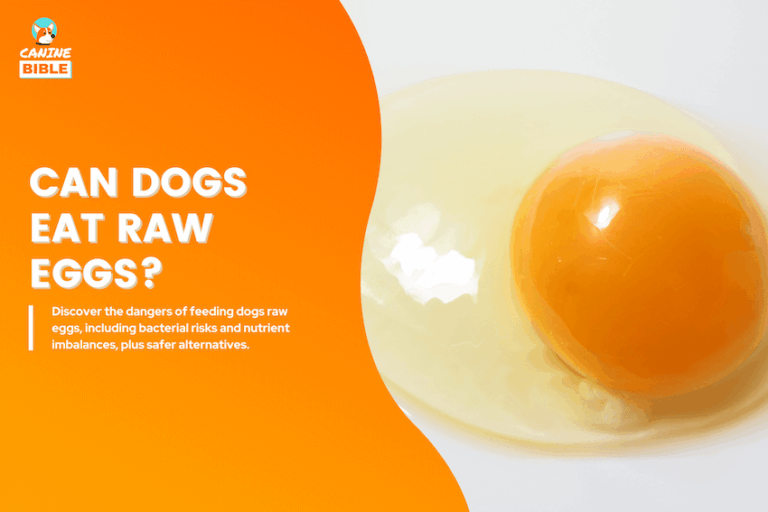 Dog Feeding Chart: How Much Food to Feed My Dog? - Canine Bible