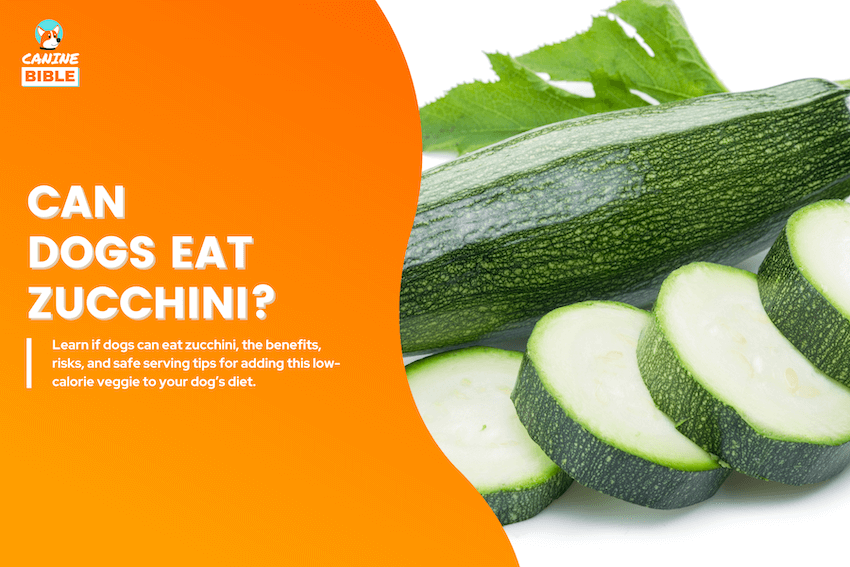 The Complete Guide to Dogs Eaitng Zucchini: Toxic or Safe? - Canine Bible