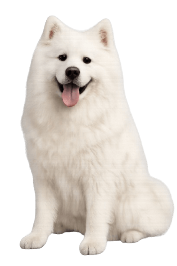 Samoyed Dog Breed Information: Traits, Facts, Care & More - Canine Bible