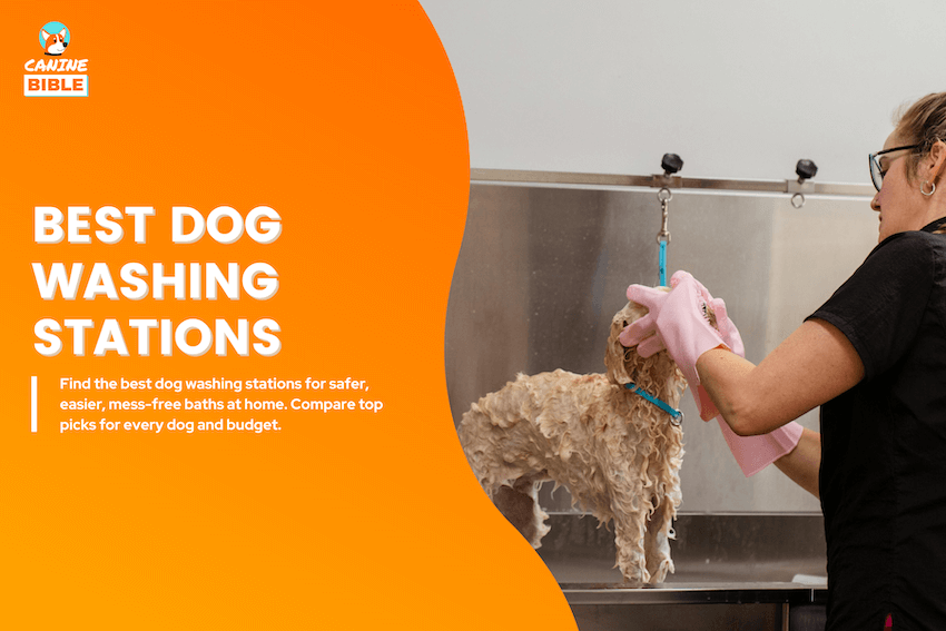 The 12 Best Dog Washing Stations 2026: Reviewed & Tested - Canine Bible