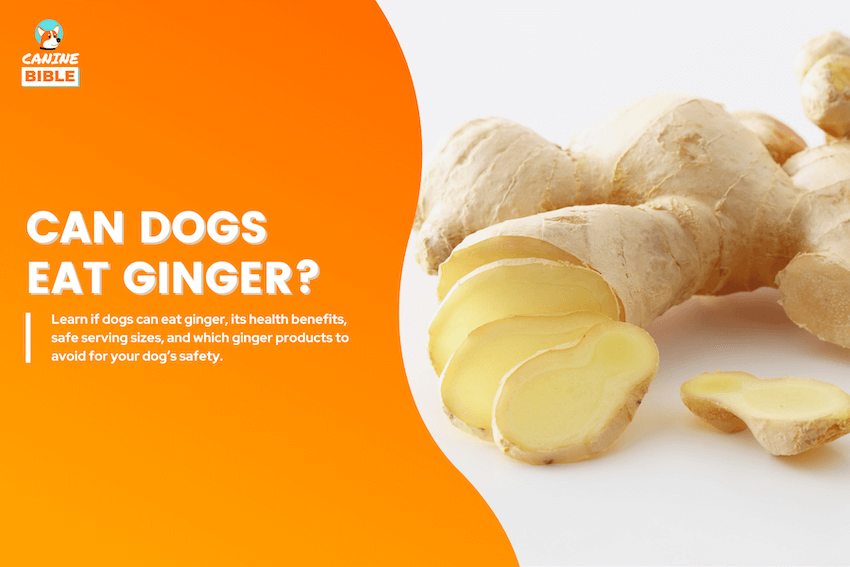 The Complete Guide to Dogs Eating Ginger: Healthy or Toxic? - Canine Bible