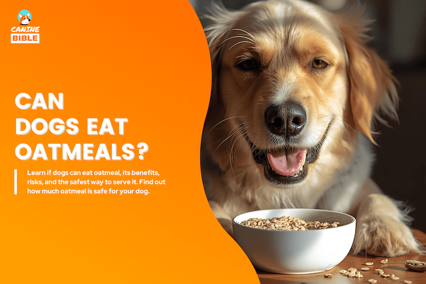 The Complete Guide to Dogs Eating Oatmeal: Healthy or Bad? - Canine Bible