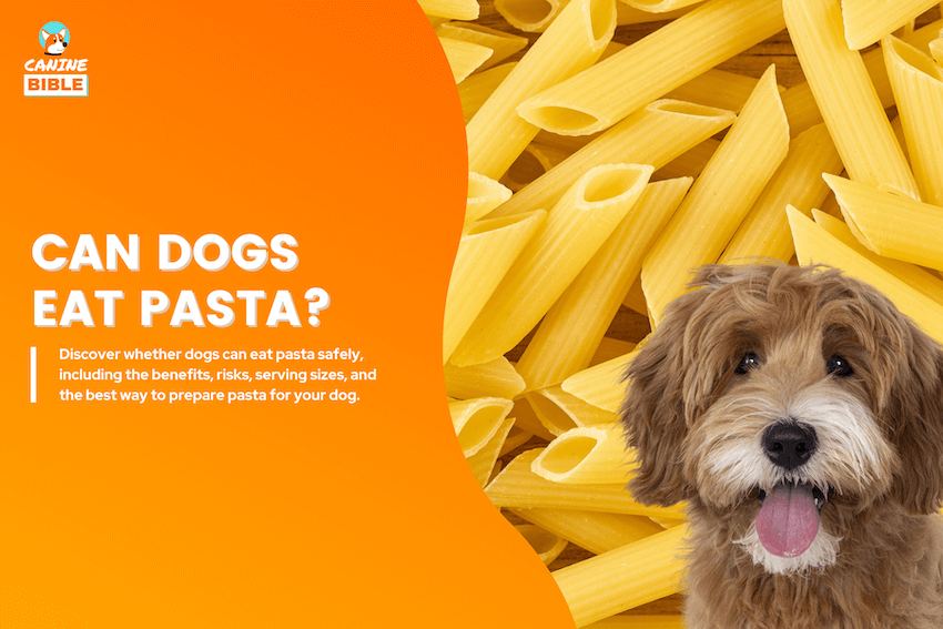 The Complete Guide to Dogs Eating Pasta: Good or Toxic? - Canine Bible