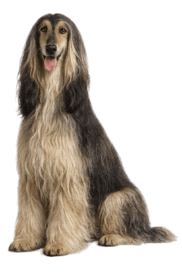 Afghan Hound Breed Information: Traits, Facts, Care & More - Canine Bible