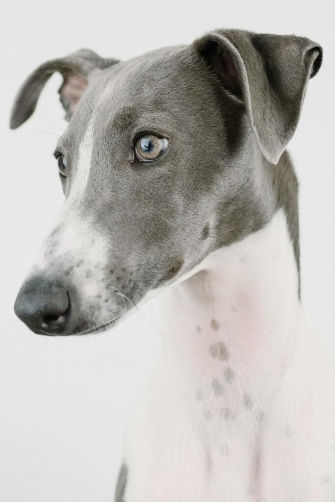 Italian Greyhound Breed Information: Traits, Facts, Care & More ...
