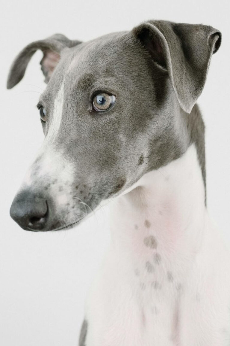 Italian Greyhound Breed Information: Traits, Facts, Care & More ...