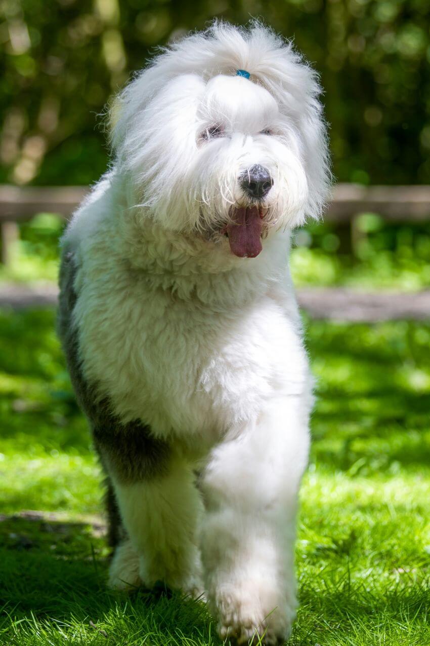 Old English Sheepdog Breed Information: Traits, Facts, Care & More ...