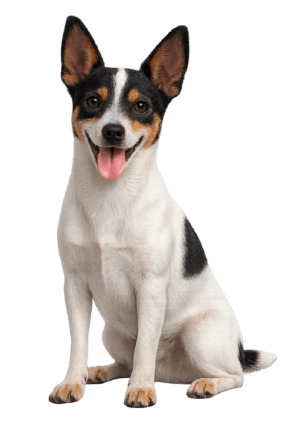 Toy Fox Terrier Breed Information: Traits, Facts, Care & More - Canine ...