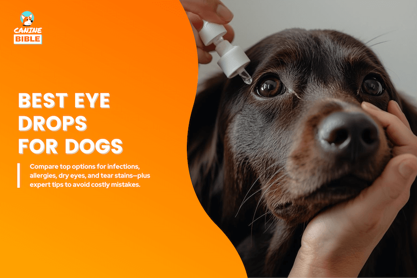 The 15 Best Eye Drops for Dogs in 2026: Vet-Approved - Canine Bible