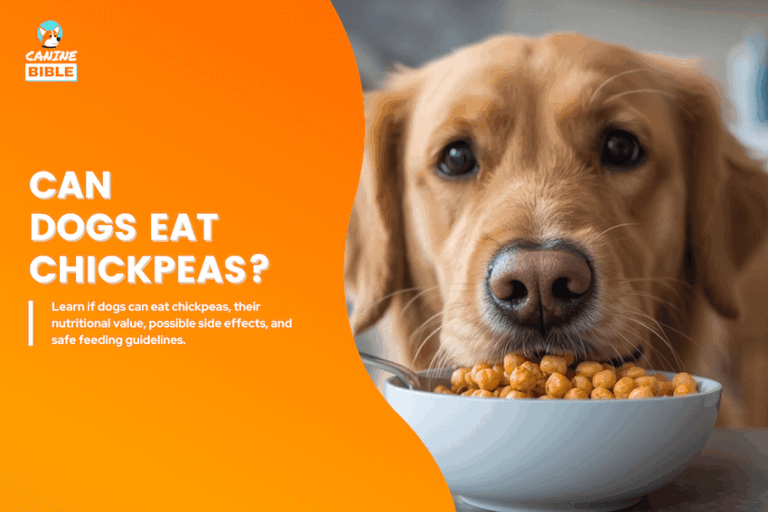 The Complete Guide to Dogs Eating Chickpeas: Good or Deadly? - Canine Bible