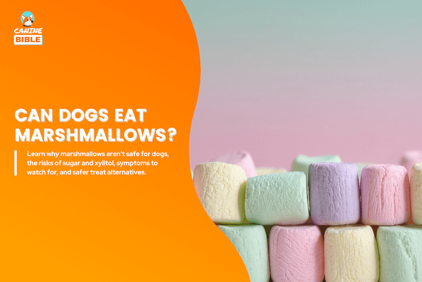 What Happens When Dogs Eat Marshmallows & What to Do - Canine Bible
