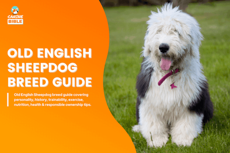 Old English Sheepdog Breed Information: Traits, Facts, Care & More ...