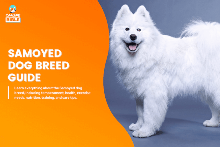 Samoyed Dog Breed Information: Traits, Facts, Care & More - Canine Bible
