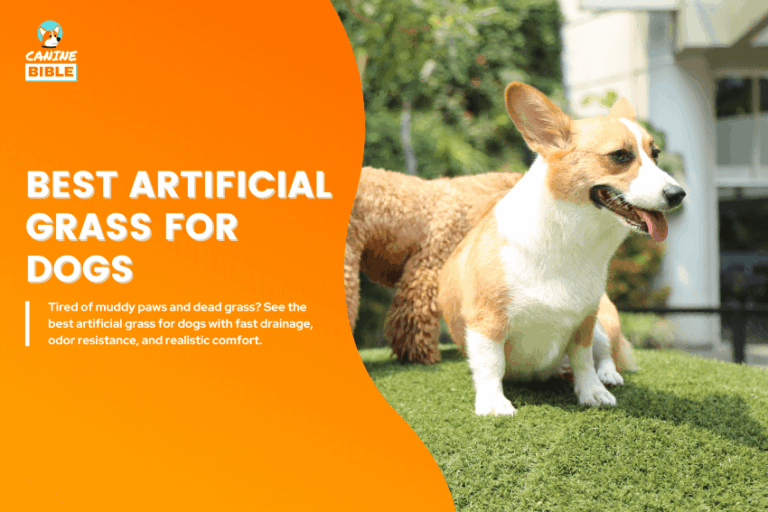 12 Best Artificial Grass for Dogs 2026: Reviewed & Tested - Canine Bible