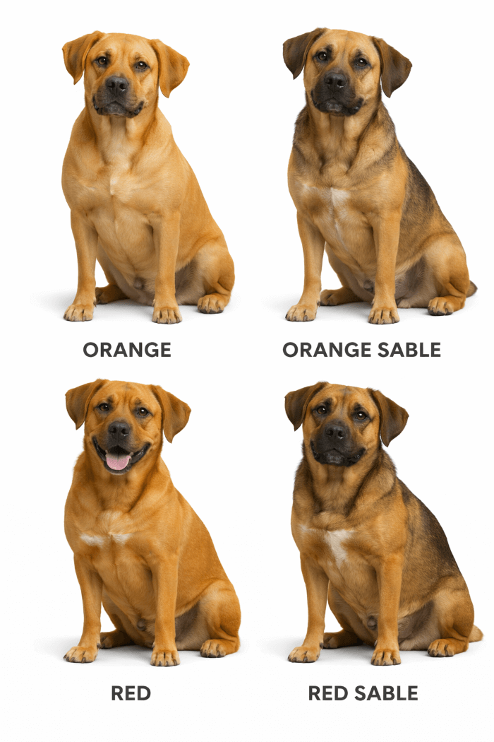 Boxador Dog Breed Information: Traits, Facts, Care & More - Canine Bible
